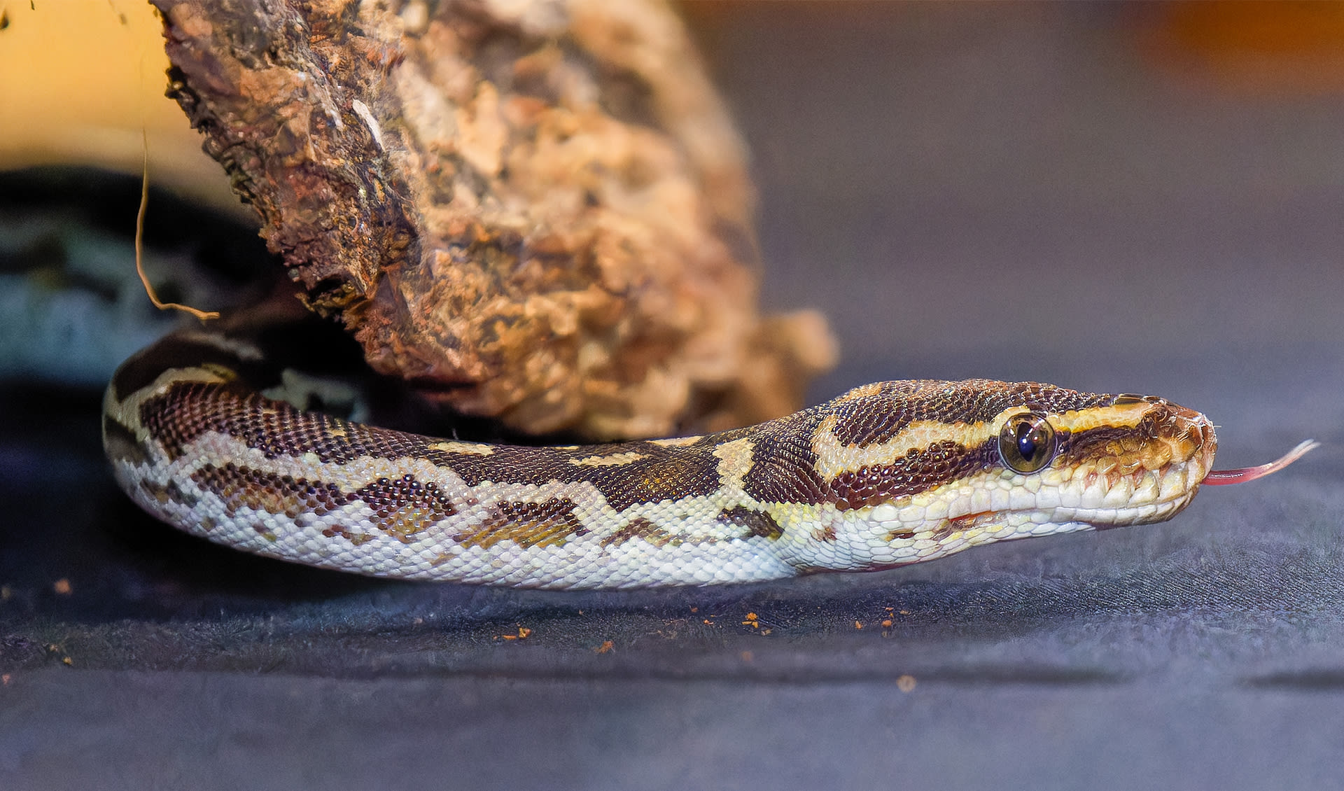 Angolan python facts, distribution & population | BioDB